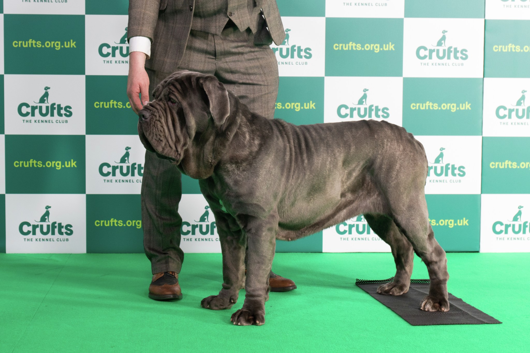 Neapolitan Mastiffs – Neapolitan Mastiff Breeders UK